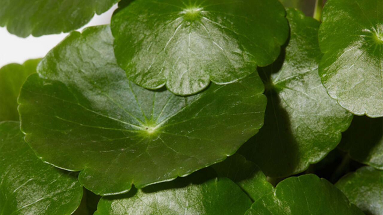 How to Use CICA in Your Skincare | BEAUTY PIE