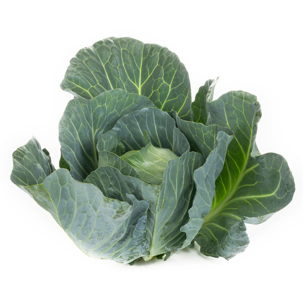 SWINGMA RZ F1 | White cabbage | Vegetable seeds | Rijk Zwaan