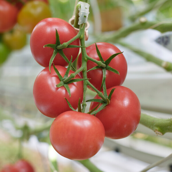 HAIKU RZ F1 | Large vine tomato | Vegetable seeds | Rijk Zwaan