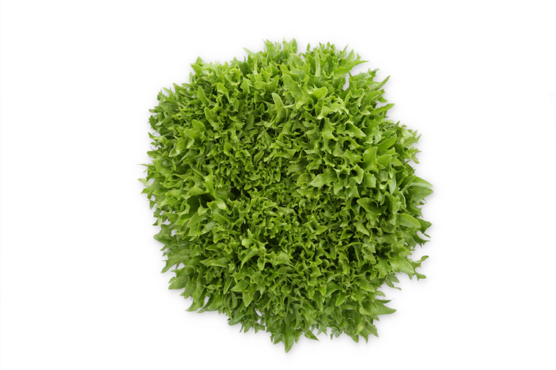 EXFRAME RZ | LETTUCE SEEDS | CRISP GREEN | INCISED LEAF | Rijk Zwaan ...