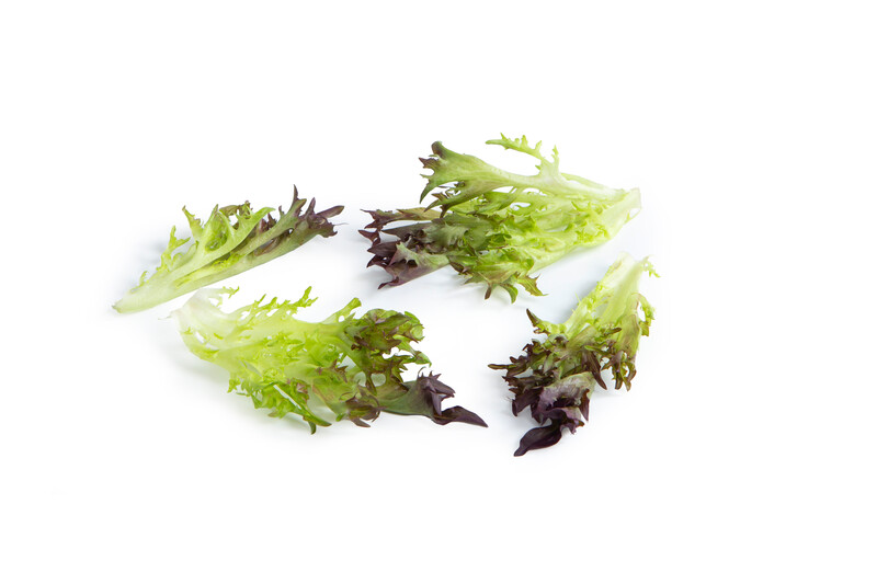 Lumirex RZ | Red coral lettuce |Salanova & Knox | Rijk Zwaan seeds ...