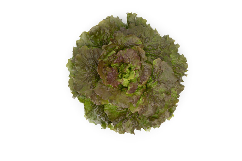Salatsamen | Batavia-Salat | MARINSKI | Rijk Zwaan