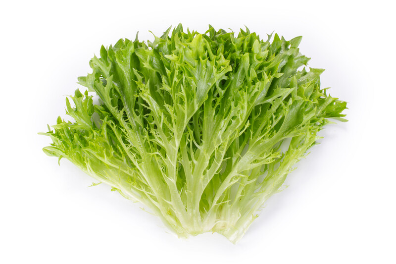 Salanova® EXANIMO RZ (79-IN1600) Knox™ - Lettuce | Rijk Zwaan