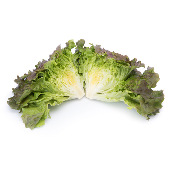 MARINSKI RZ | Batavia lettuce | Vegetable seeds | Rijk Zwaan