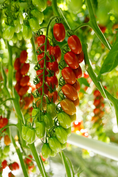 Semillas de tomate | Grape | GSPP | PARISETTO RZ F1 | Rijk Zwaan