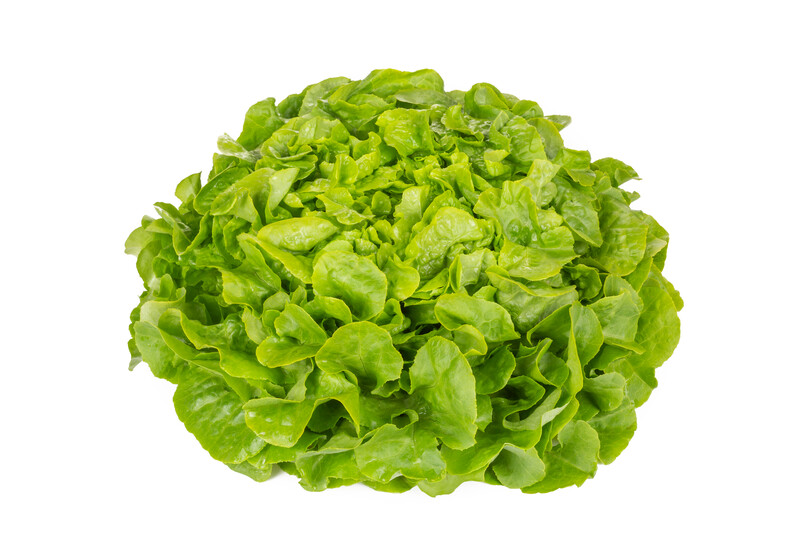Sementes de alface | Alface Mimosa | Verde | KIRIBATI RZ | Rijk Zwaan ...