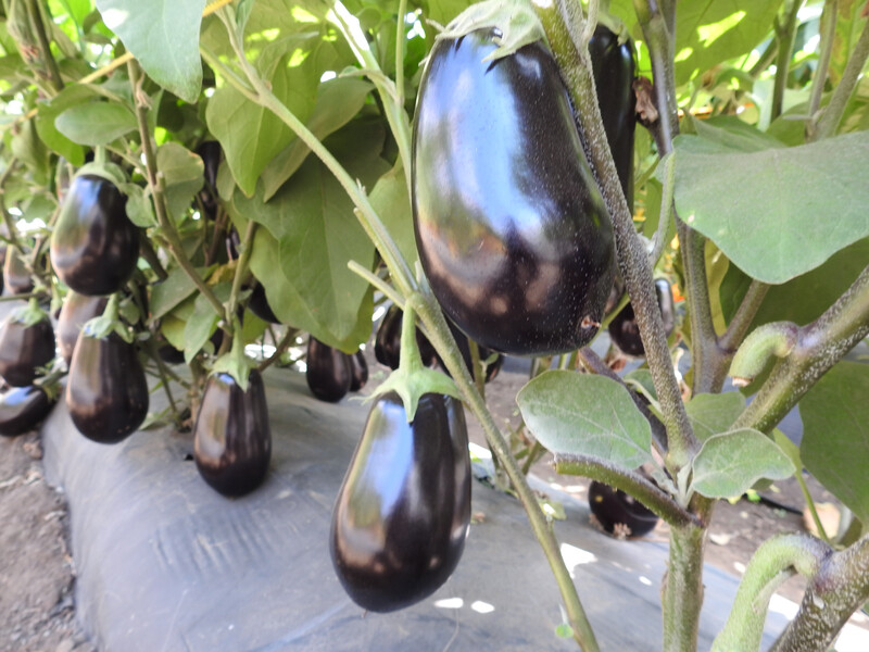 FANTASTIC RZ F1 - Aubergine | Rijk Zwaan Africa