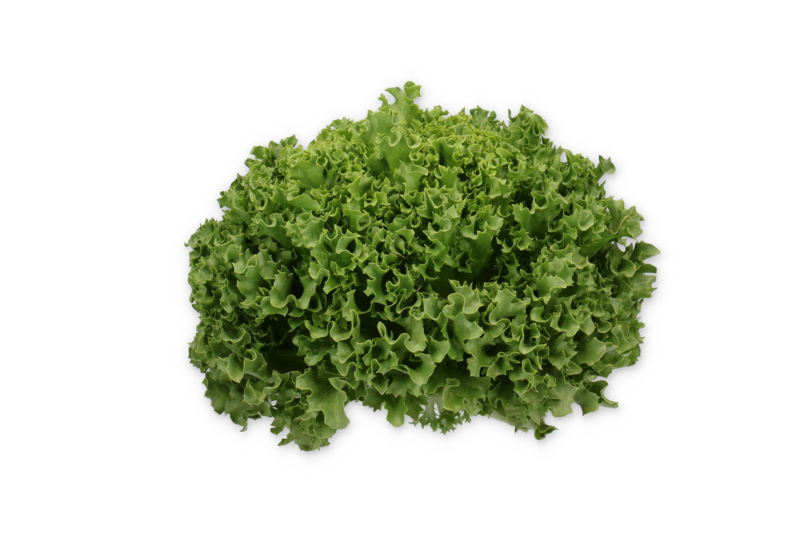 HYDROLIQUE RZ (44-CL1717) - Lettuce | Rijk Zwaan