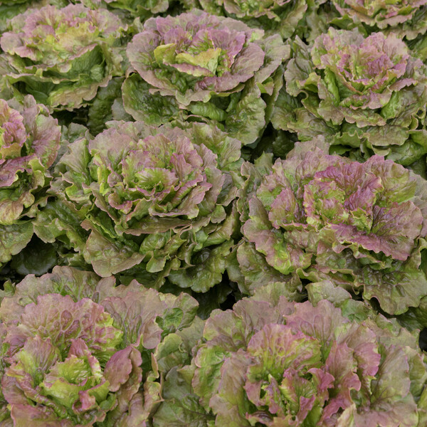 MARINSKI RZ | Batavia lettuce | Vegetable seeds | Rijk Zwaan