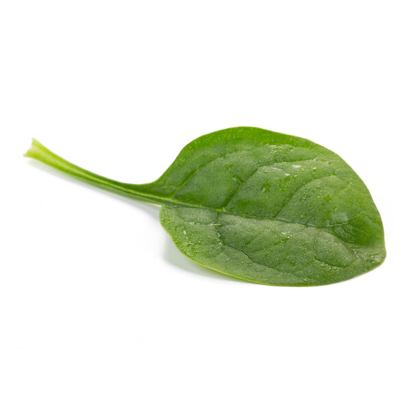 Single Spinach Leaf