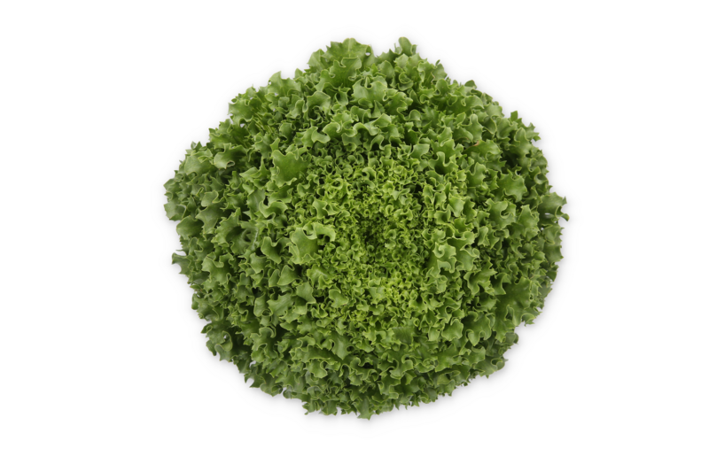 HYDROLIQUE RZ (44-CL1717) - Lettuce | Rijk Zwaan