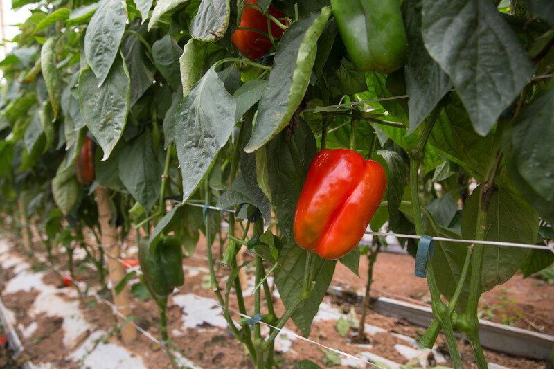 SEEDS | CAPSICUM | TRAVIATTA RZ F1 | Rijk Zwaan Australia