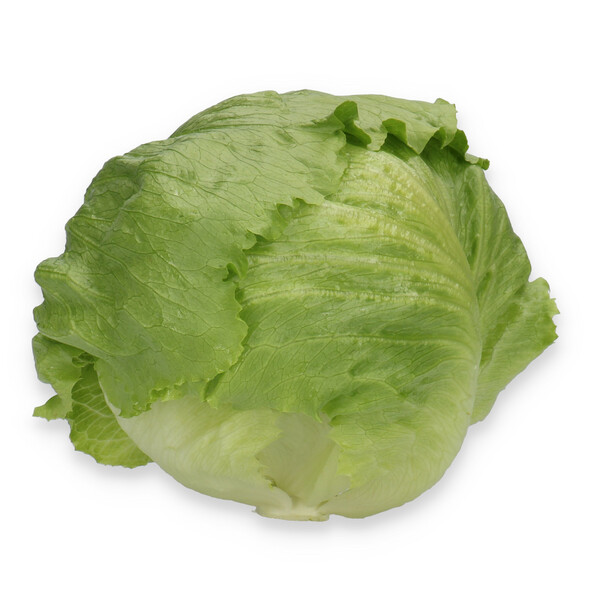 CORVINAS RZ | Iceberg lettuce | Vegetable seeds | Rijk Zwaan