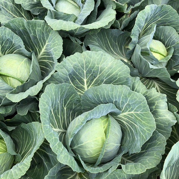 SWINGMA RZ F1 | White cabbage | Vegetable seeds | Rijk Zwaan