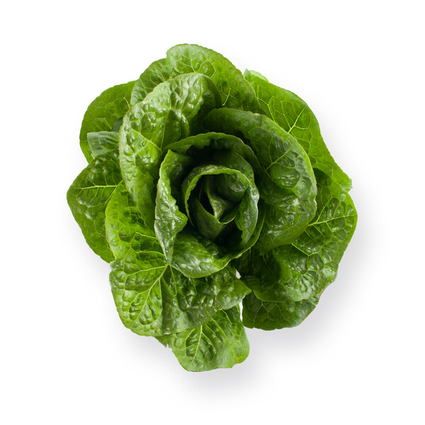 Lettuce Seeds | Cos | SALVIUS RZ | Rijk Zwaan