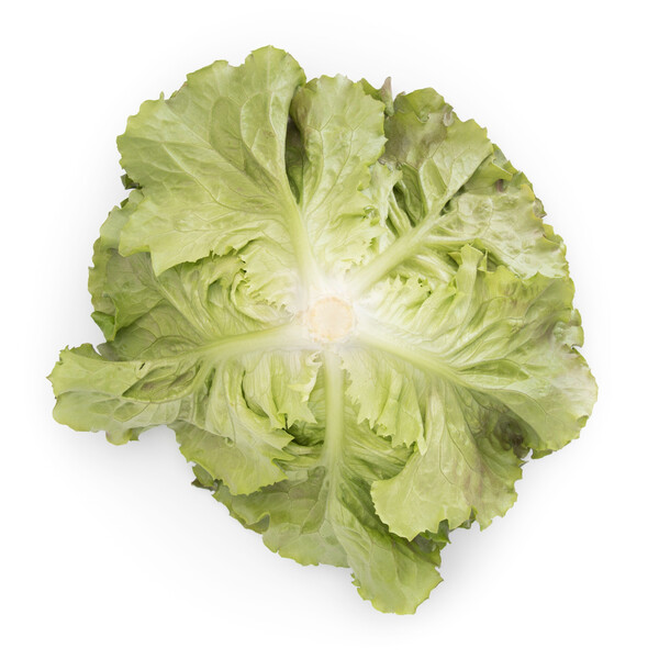 MARINSKI RZ | Batavia lettuce | Vegetable seeds | Rijk Zwaan