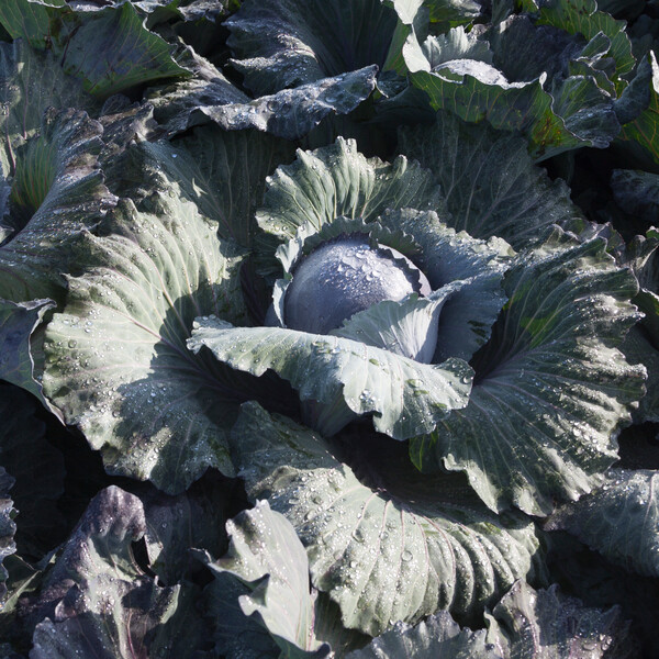 REXOMA RZ F1 | Rodekool | Groentezaden | Rijk Zwaan