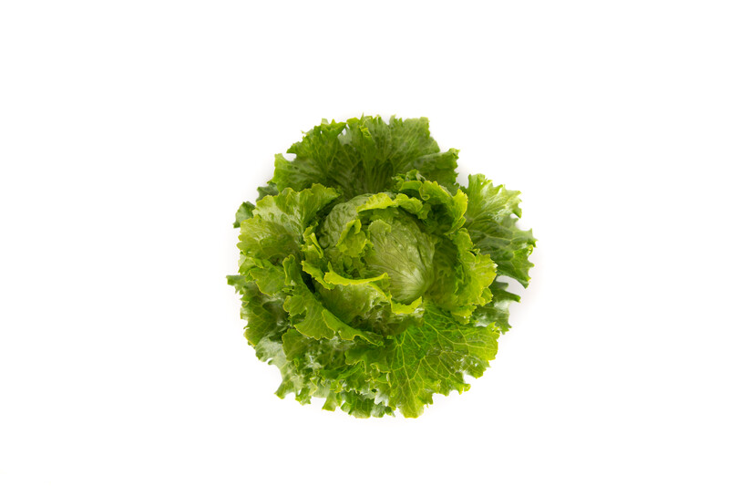 Salatsamen | Batavia-Salat | TIROLION | Rijk Zwaan