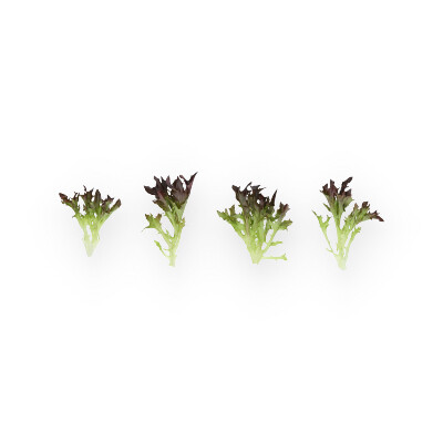 Lettuce Seeds | Lettuce | Red CrispSalanova® and Knox™ | STRONEX RZ ...