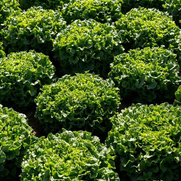 MISTERGUS RZ | Incised leaf lettuce | Vegetable seeds | Rijk Zwaan