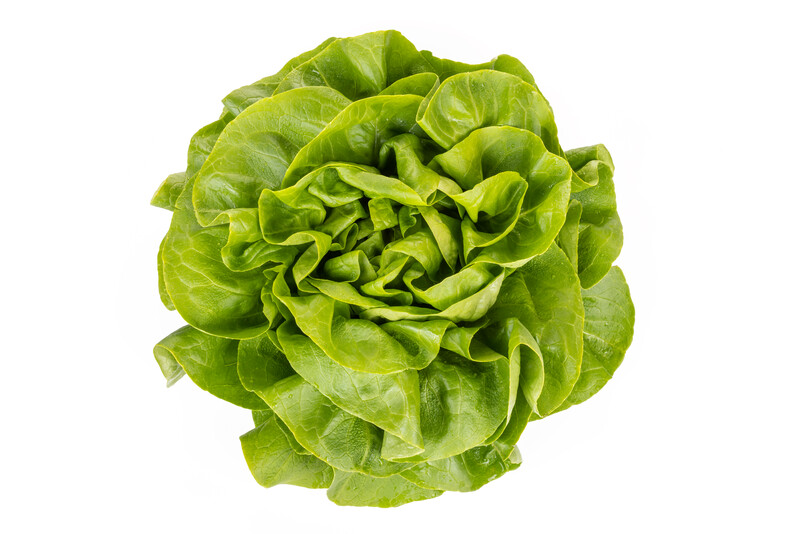 VOLUMIA (42-BU1212) - Salat | Rijk Zwaan