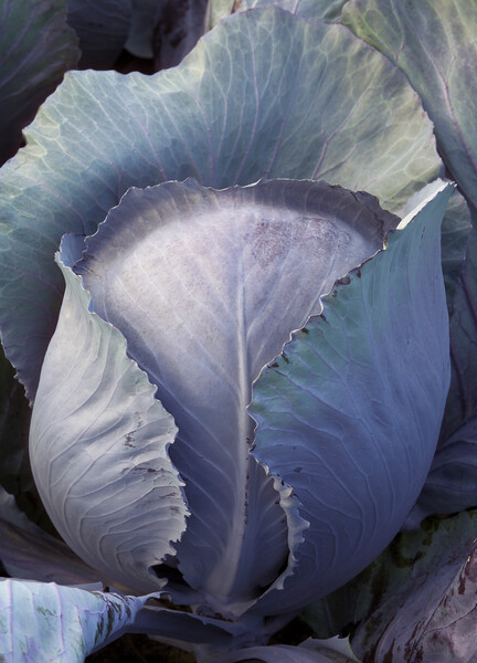 Kohlsamen | Rotkohl | REGUMA F1 | Rijk Zwaan