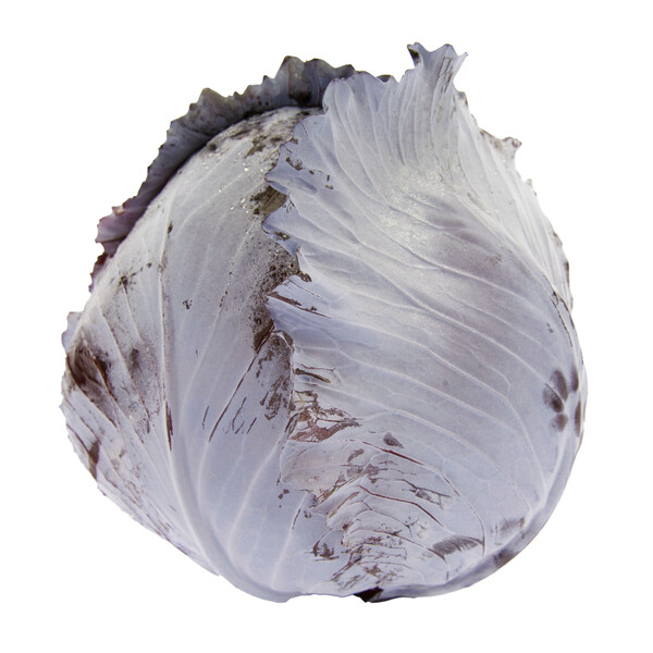 REXOMA RZ F1 | Rodekool | Groentezaden | Rijk Zwaan