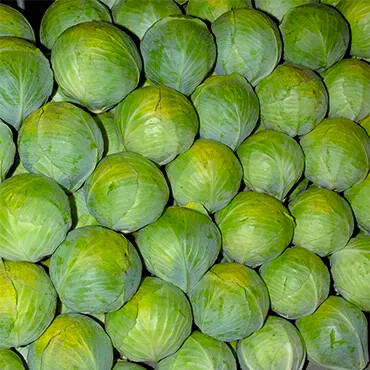 All About Our Cabbage | Rijk Zwaan