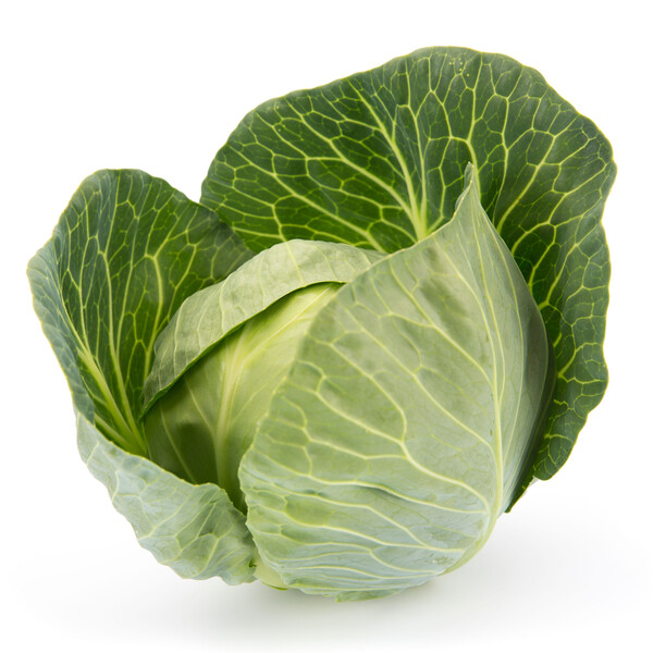 TOUGHMA RZ F1 | White cabbage | Vegetable seeds | Rijk Zwaan