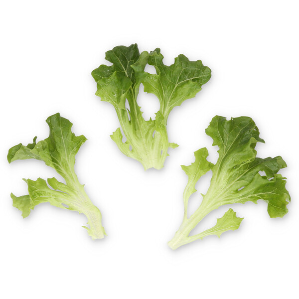 MISTERGUS RZ | Incised leaf lettuce | Vegetable seeds | Rijk Zwaan