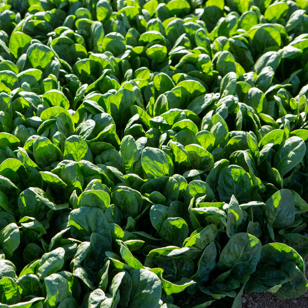WARTHOG RZ F1 | Smooth spinach | Vegetable seeds | Rijk Zwaan