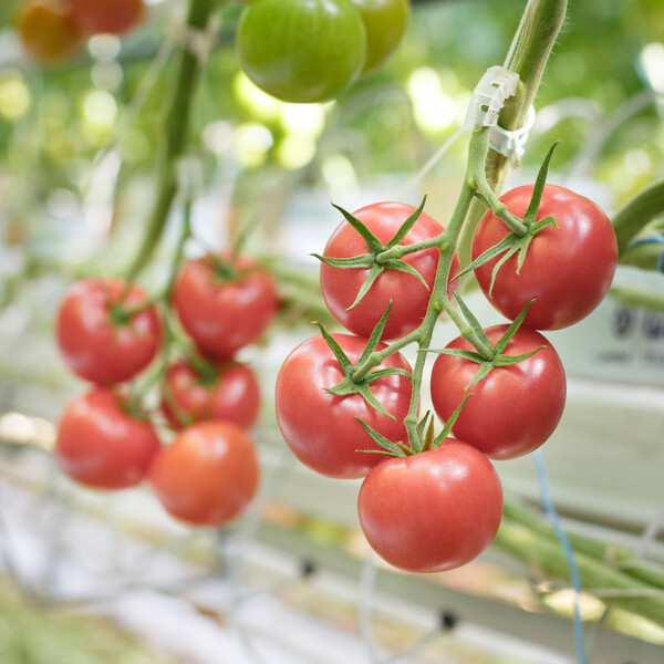 HAIKU RZ F1 | Large vine tomato | Vegetable seeds | Rijk Zwaan