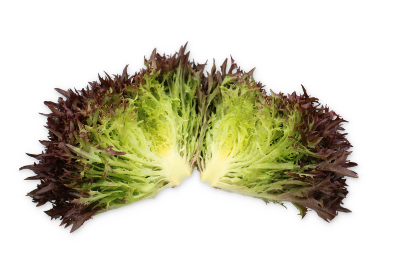Lumirex RZ | Red coral lettuce |Salanova & Knox | Rijk Zwaan seeds ...