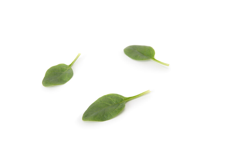 Nasiona szpinaku | Semi savoy | PARAKEET RZ F1 | Rijk Zwaan