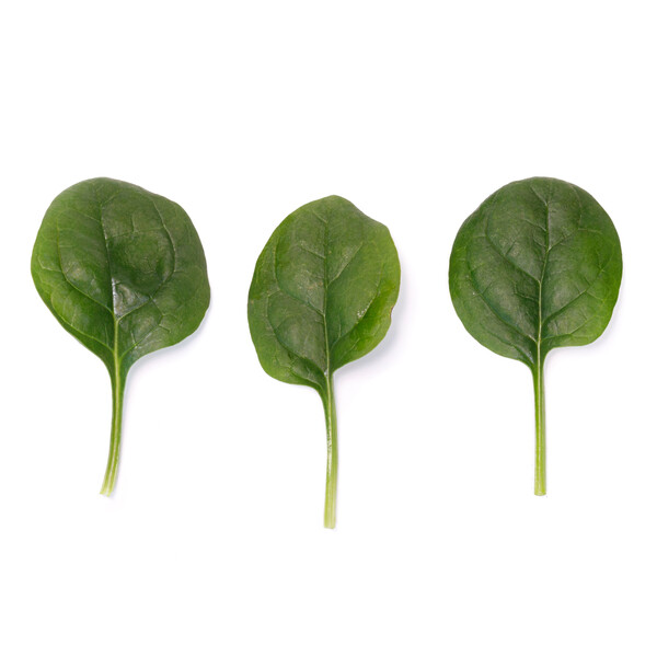 BUDGERIGAR RZ F1 | Savooie spinazie | Groentezaden | Rijk Zwaan