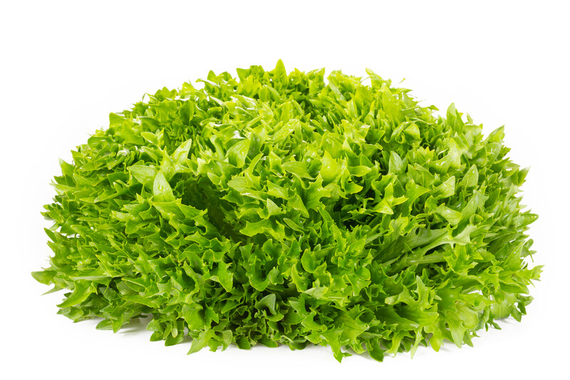 Salanova® EXANIMO RZ (79-IN1600) Knox™ - Lettuce | Rijk Zwaan