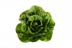 Lettuce - Vegetable seeds | Rijk Zwaan Australia