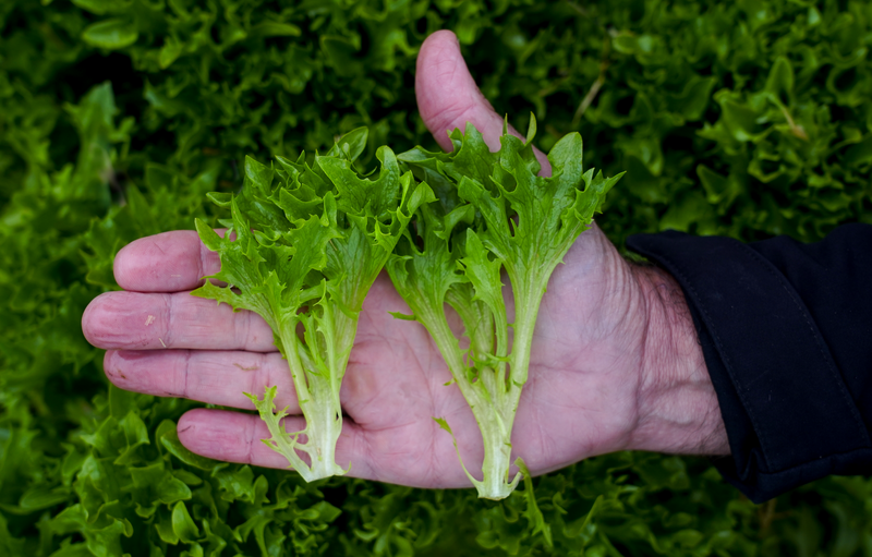 EXFRAME RZ | LETTUCE SEEDS | CRISP GREEN | INCISED LEAF | Rijk Zwaan ...
