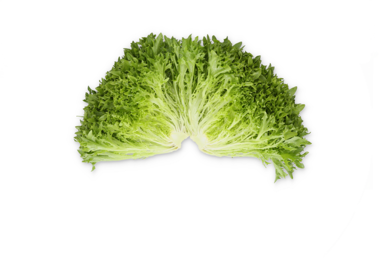 EXFRAME RZ | LETTUCE SEEDS | CRISP GREEN | INCISED LEAF | Rijk Zwaan ...