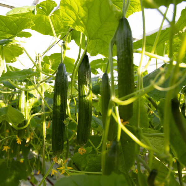 STERRATA RZ F1 | Long cucumber | Vegetable seeds | Rijk Zwaan