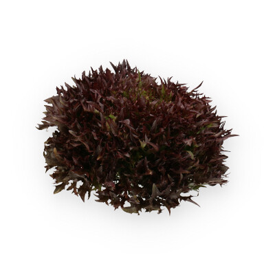 LUMIREX RZ - Lechuga | Rijk Zwaan