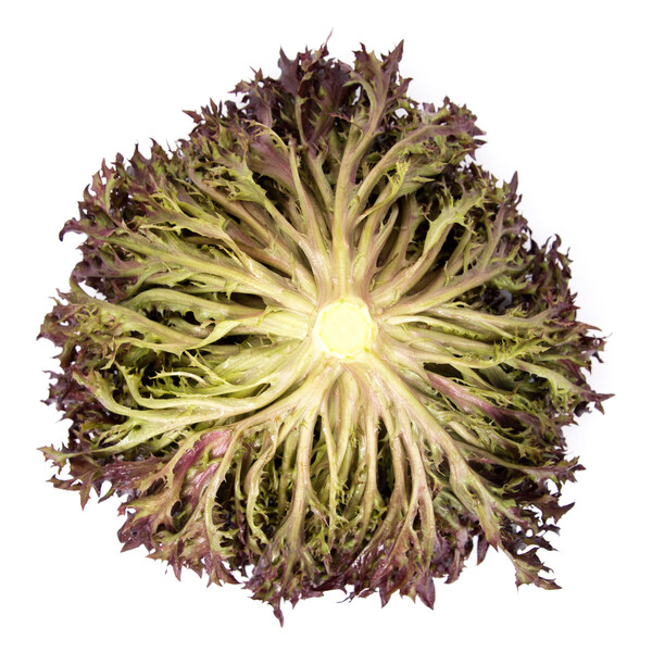 FROSTEX RZ | Incised leaf lettuce | Vegetable seeds | Rijk Zwaan