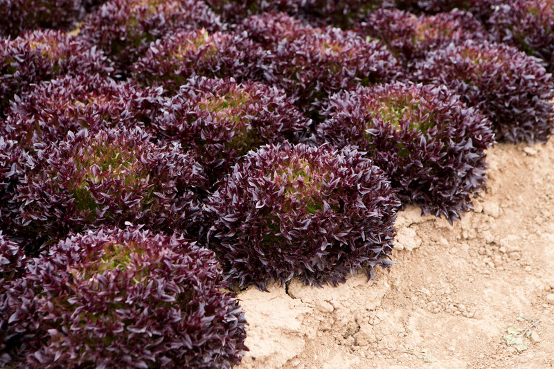 LUMIREX RZ - Lechuga | Rijk Zwaan