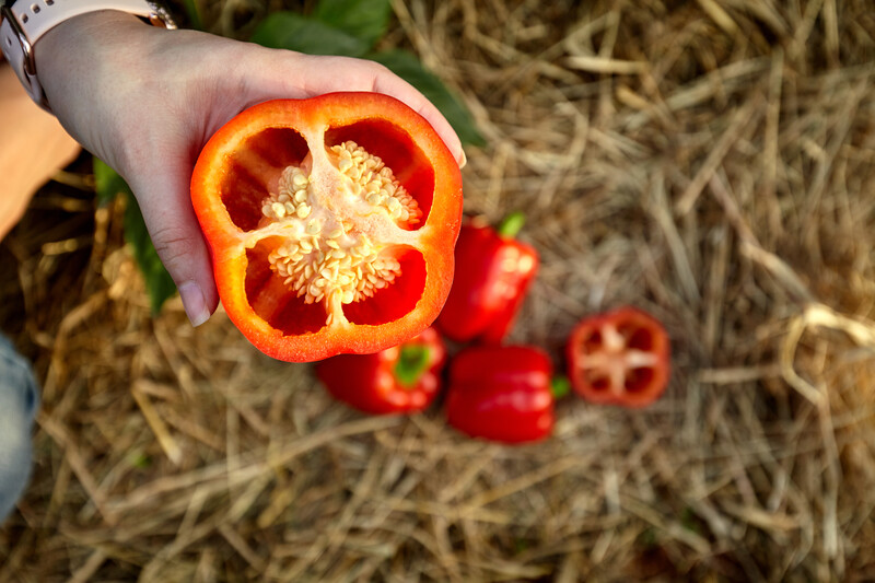 SEEDS | CAPSICUM | TRAVIATTA RZ F1 | Rijk Zwaan Australia