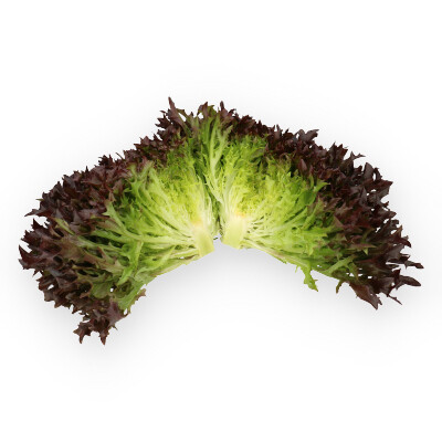 Lettuce Seeds | Lettuce | Red CrispSalanova® and Knox™ | STRONEX RZ ...