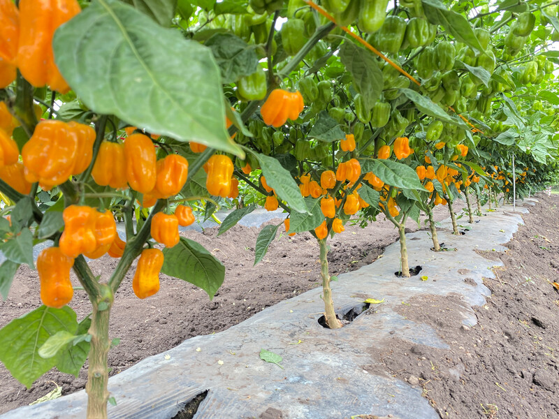 LOLEZA RZ F1 - African Hot Pepper | Rijk Zwaan Africa