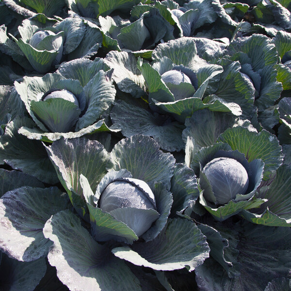 RESIMA RZ F1 | Rodekool | Groentezaden | Rijk Zwaan