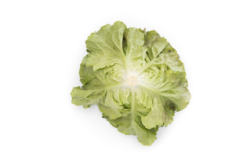 Salatsamen | Batavia-Salat | MARINSKI | Rijk Zwaan