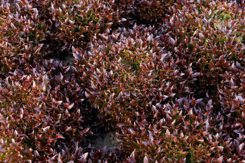 Lettuce Seeds | Lettuce | Red CrispSalanova® and Knox™ | STRONEX RZ ...