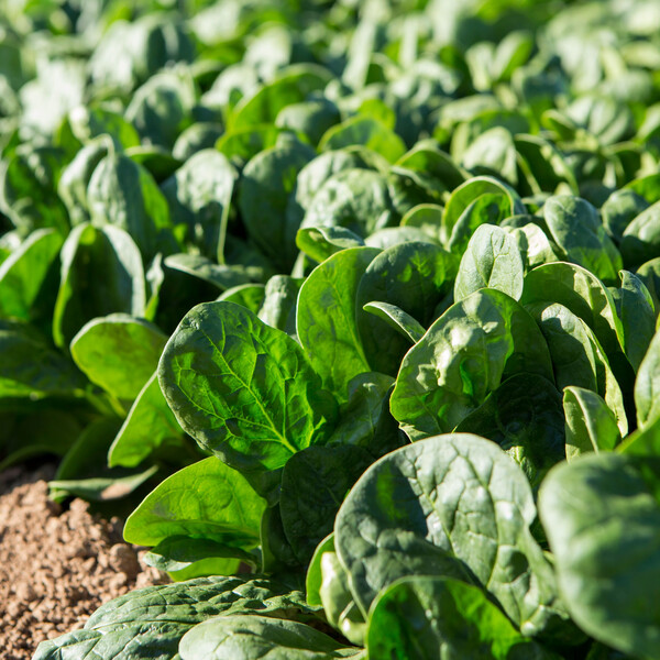 WARTHOG RZ F1 | Smooth spinach | Vegetable seeds | Rijk Zwaan